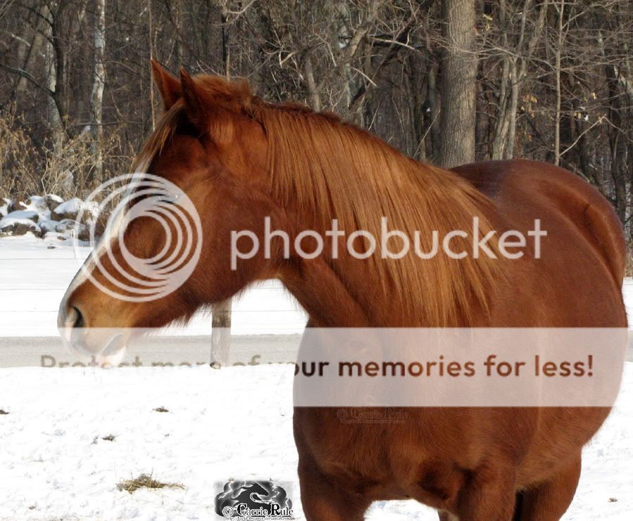 Pwnies! (Images galore) | The Horse Forum