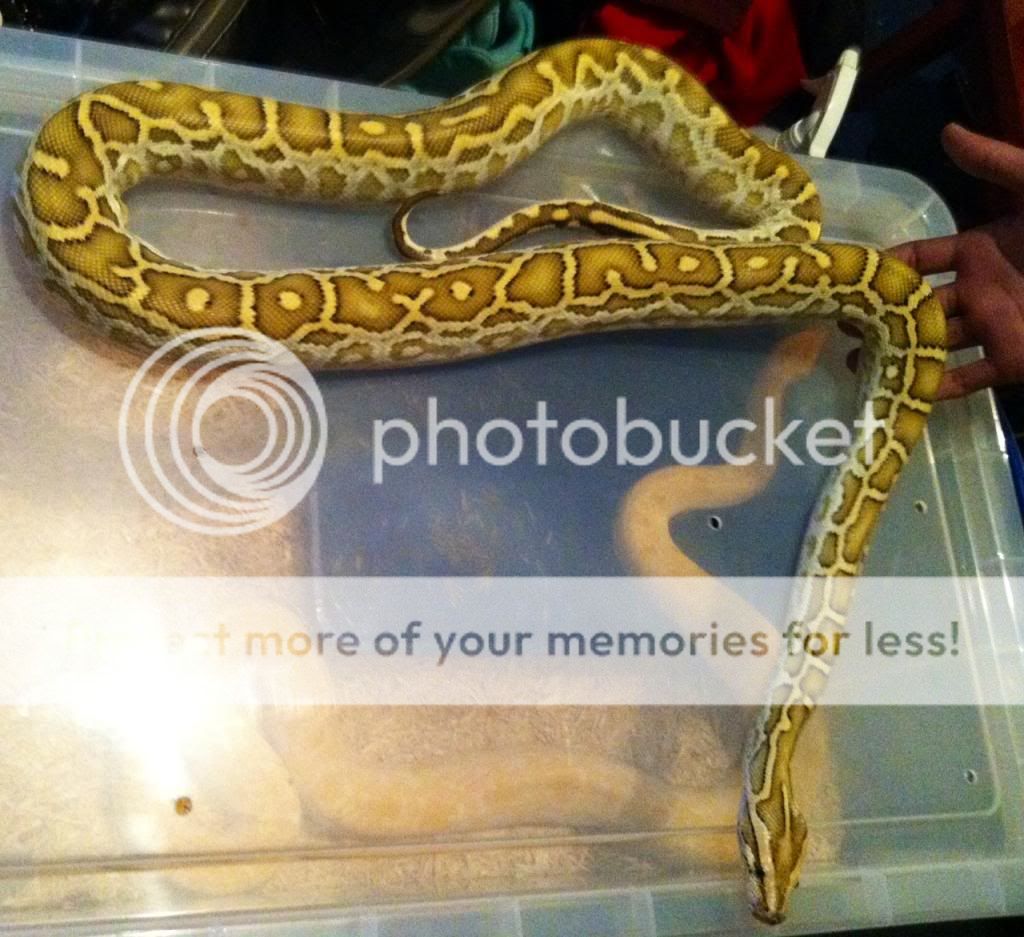 NW England - Burmese Pythons For Sale | Reptile Forums