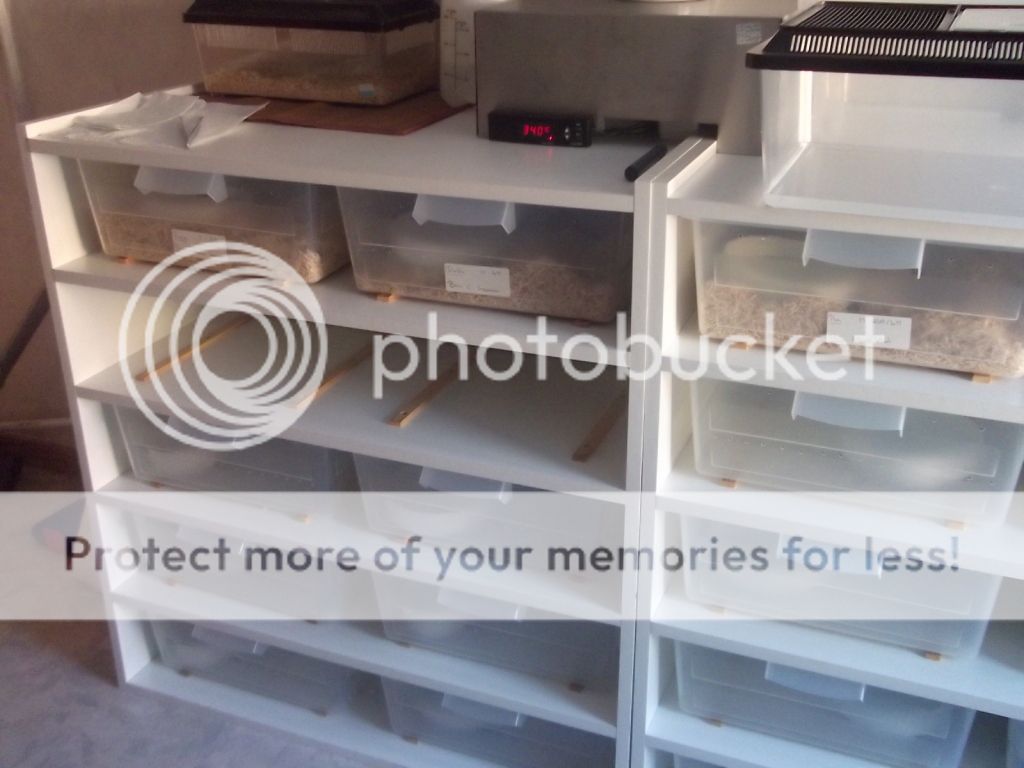 Got a snake rack nice! with a snake in lol | Page 2 | Reptile Forums